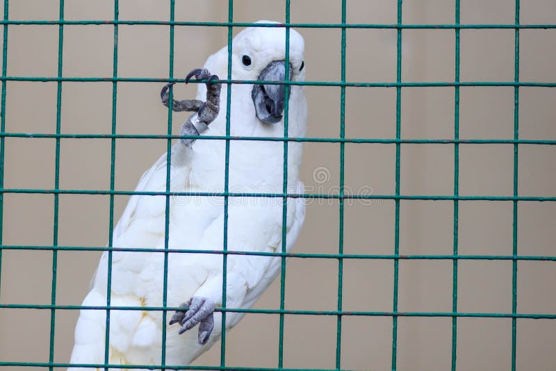 White parrot in cage stock photo. Image of wildlife - 100436112