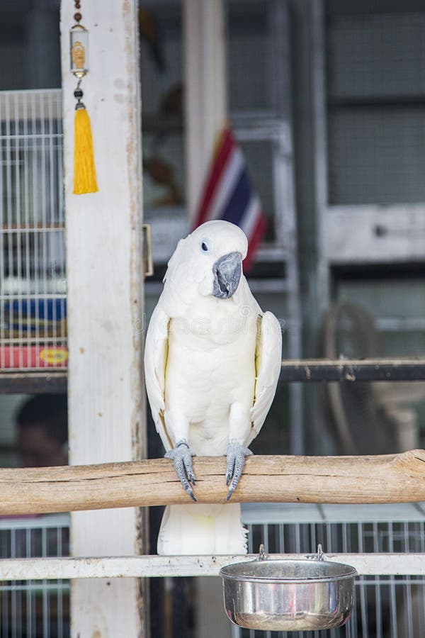 White parrot stock image. Image of fauna, parrot, animal - 68520231