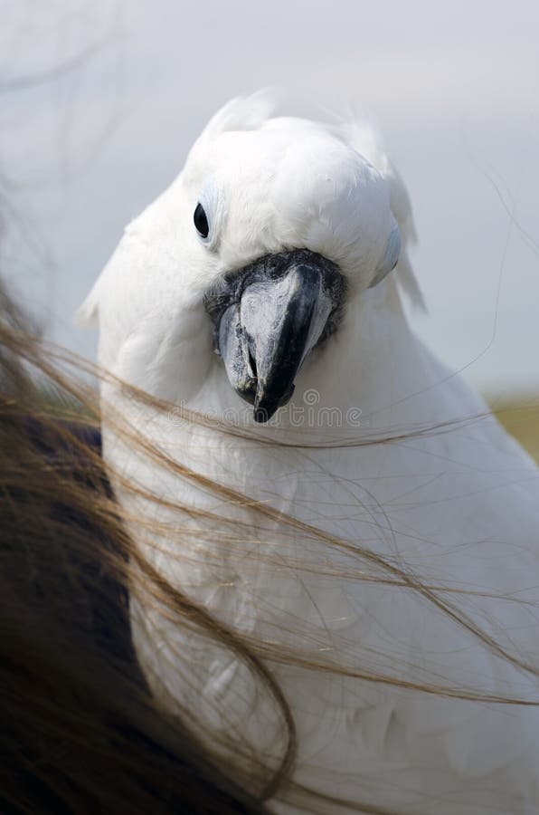 White Parrot Closeup on the Shoulder Stock Photo - Image of cacatua ...