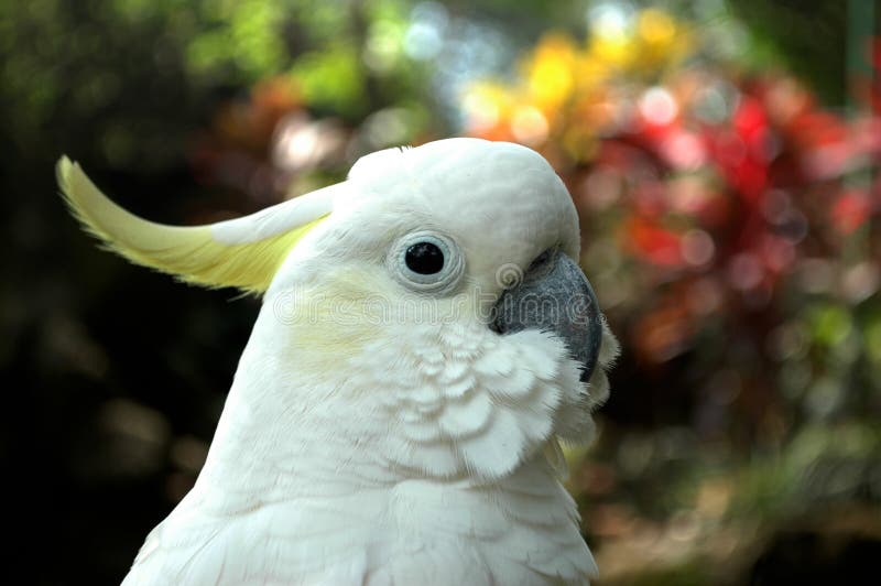 The White Parrot with a Crest on the Head Stock Image - Image of ...