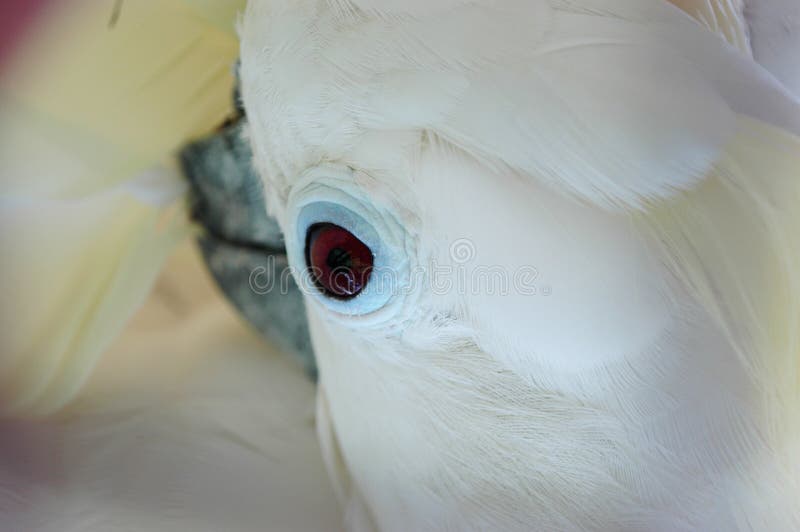 The White Parrot with a Crest on the Head Stock Photo - Image of ...