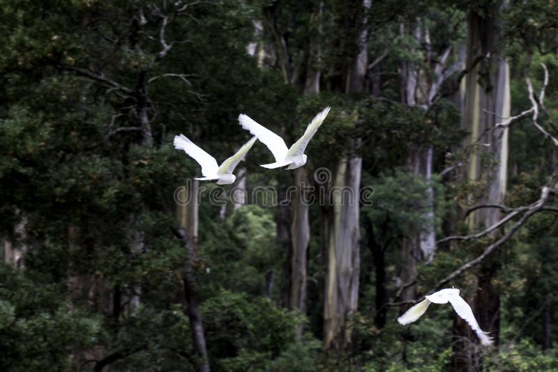 Australian Parrots Flying Stock Photos - Free & Royalty-Free Stock ...