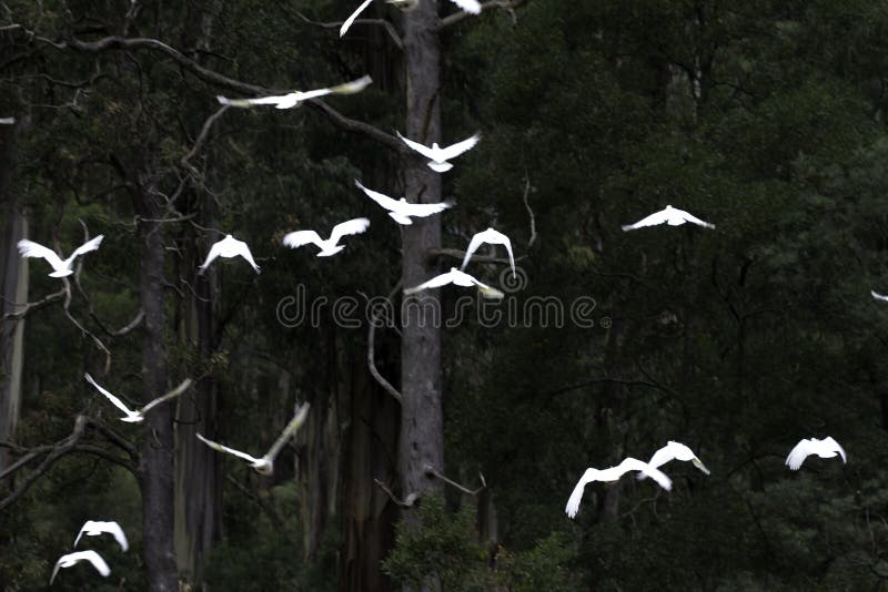 White Parrot Flying in the Forest Stock Image - Image of green, beak ...