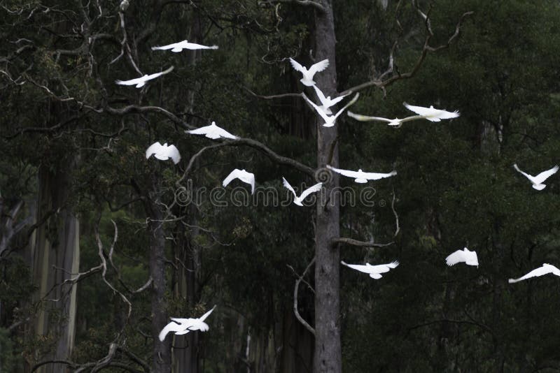 Australian Parrots Flying Stock Photos - Free & Royalty-Free Stock ...
