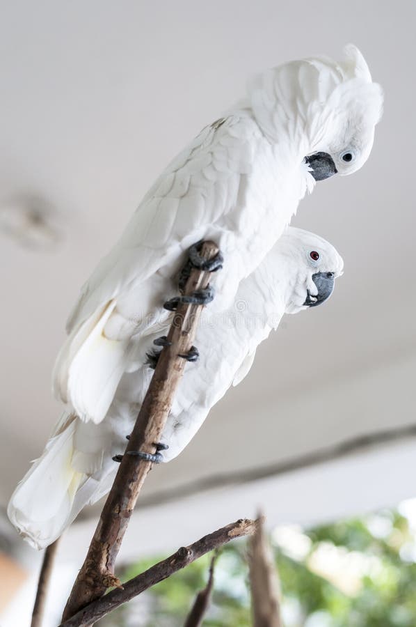 White Parrot stock photo. Image of isolated, endangered - 36754070