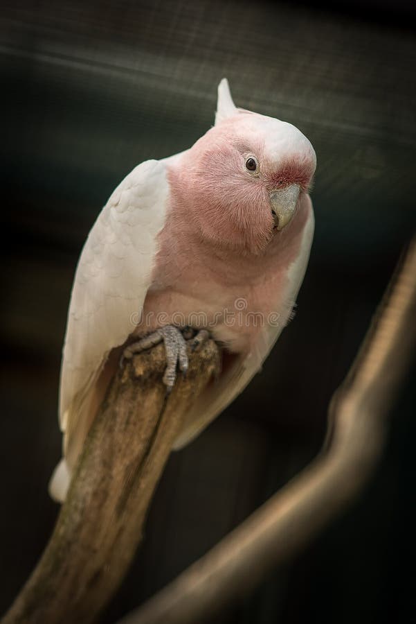 A White Parrot Perched on a Tree Trunk Stock Photo - Image of macaw ...
