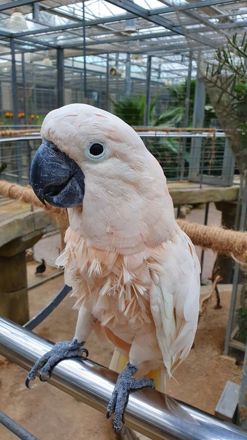 A Parrot Bird with Orange Fur Color Was Perched in a Cage Stock Image ...