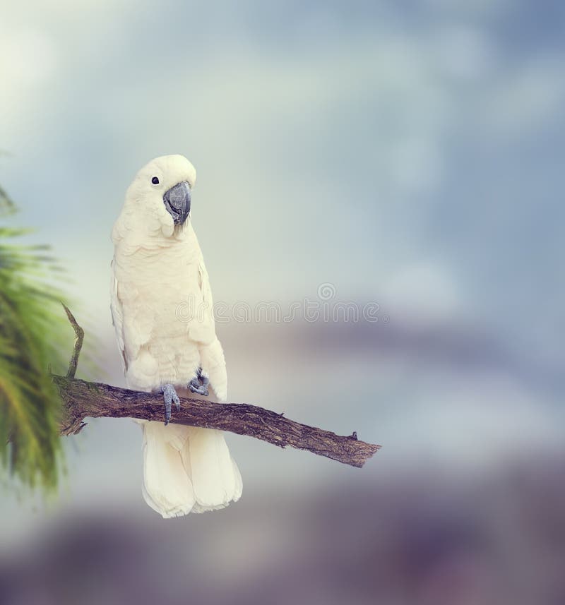 White Parrot stock image. Image of animal, wildlife, perch - 55343917