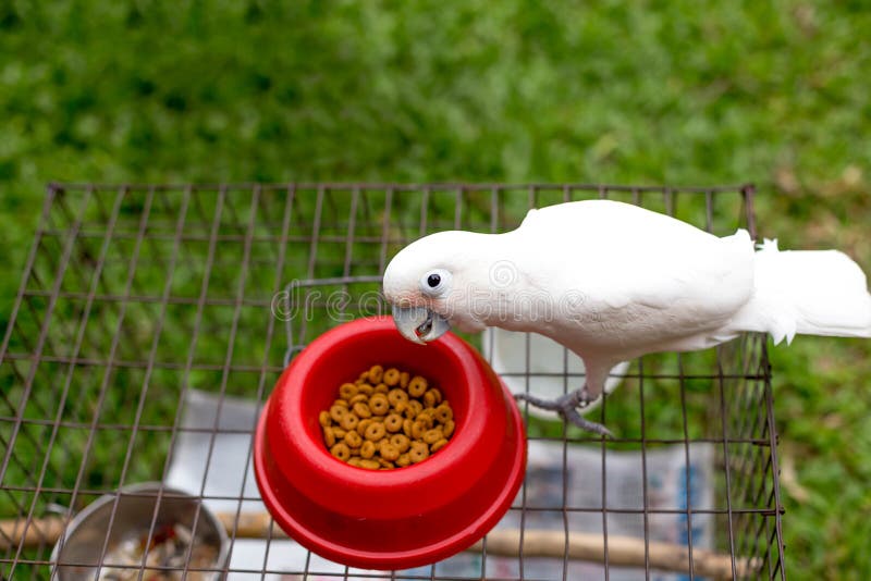 White Parrot Standing on the Bird Net Having Food Stock Image - Image ...