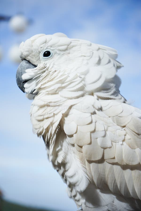 White parrot stock image. Image of birds, bird, nparrot - 82530629