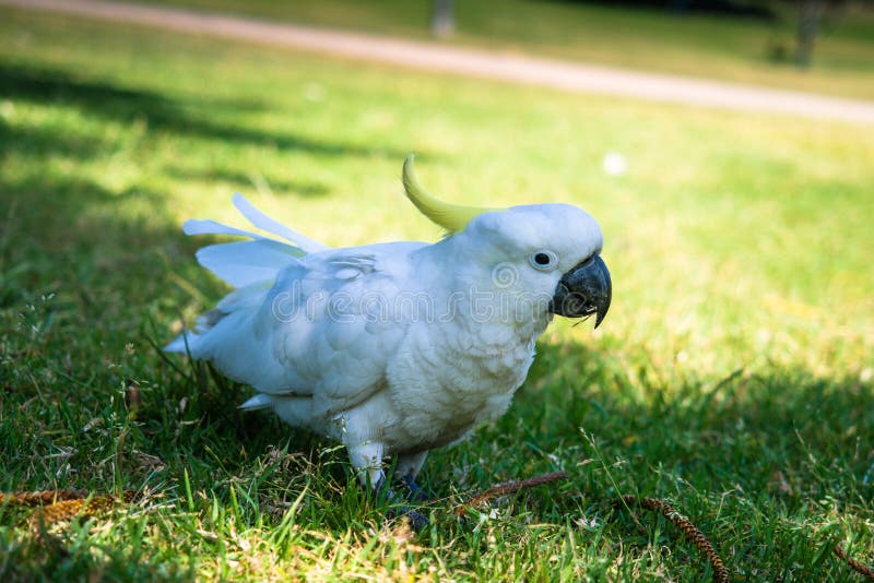 White parrot stock photo. Image of slender, australian - 62621544