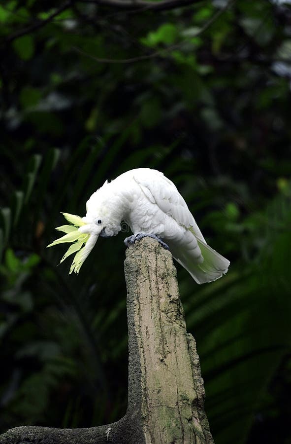 White parrot stock photo. Image of animal, portrait, beautiful - 55587422
