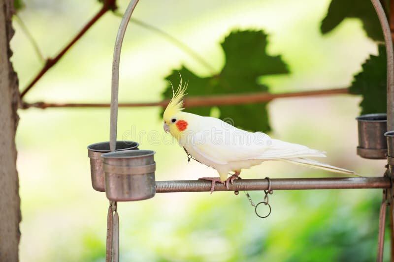 White Parrots Perch on the Crossbar Stock Image - Image of animals ...