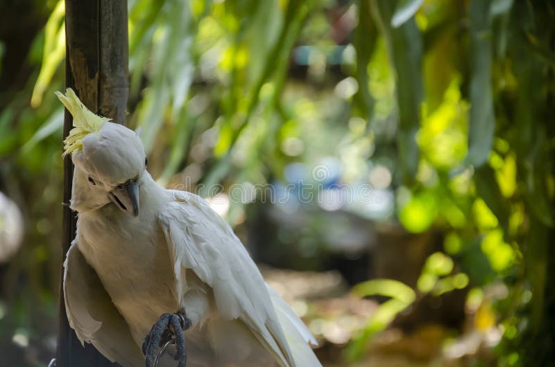 White Parrots are Raised in the Garden at Home Stock Image - Image of ...