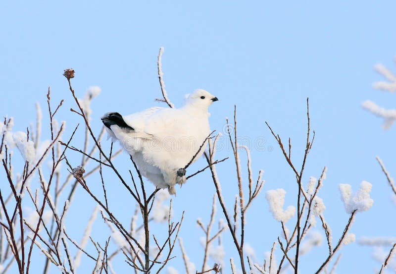 The white partridge stock image. Image of bird, arctic - 37811395