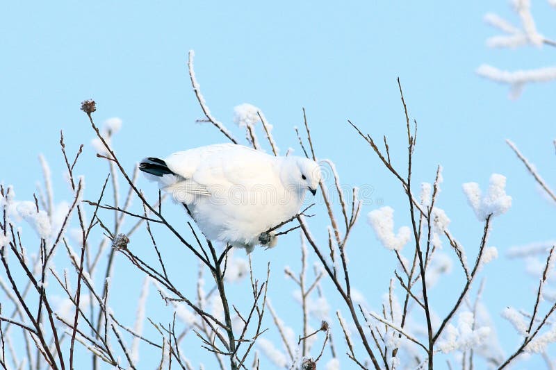 The white partridge stock image. Image of bird, arctic - 37811395
