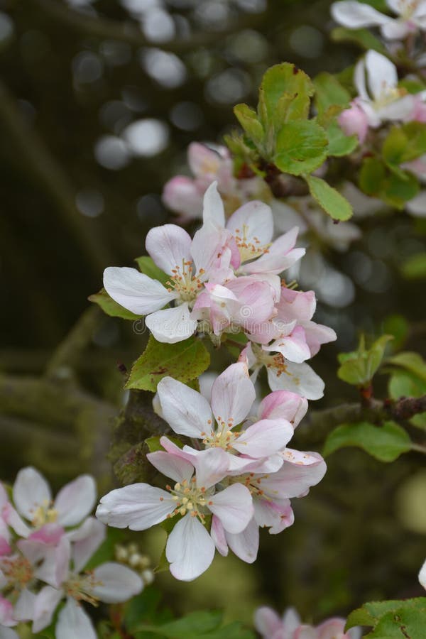 White and Pastel Pink Apple Blossoms on a Fruit Tree Stock Photo ...