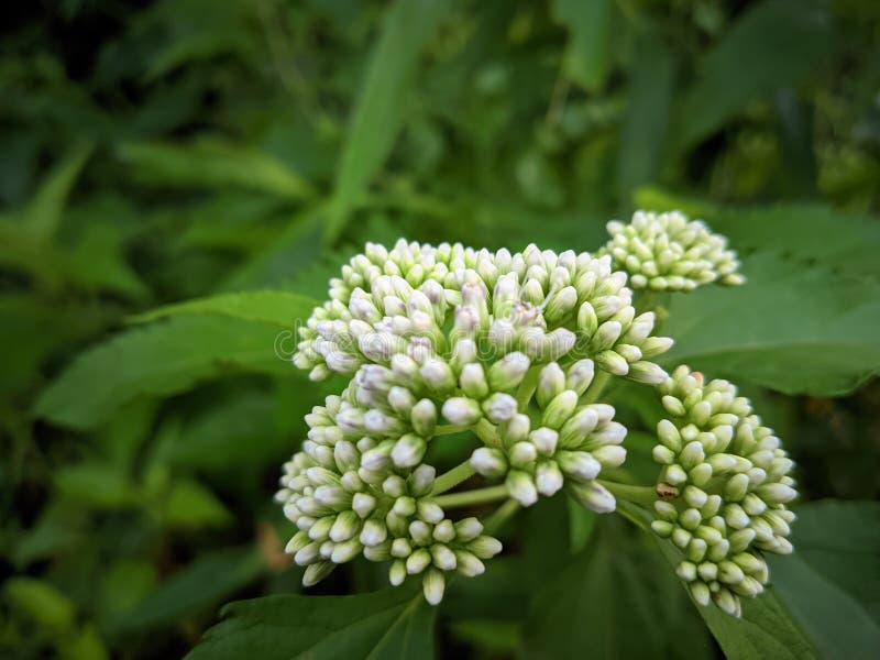 Pataled Stock Photos - Free & Royalty-Free Stock Photos from Dreamstime