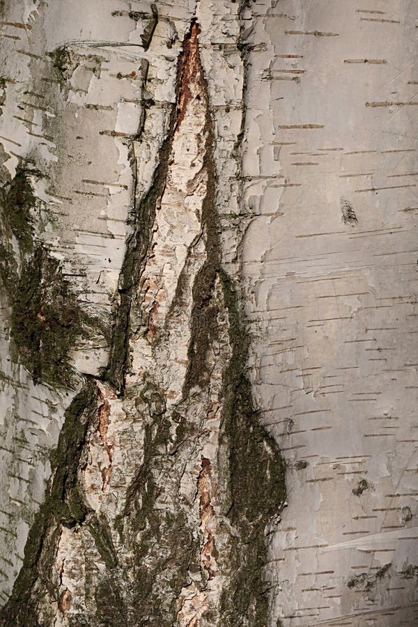 White Patchy Texture of Silver Birch Tree, Also Called European White ...