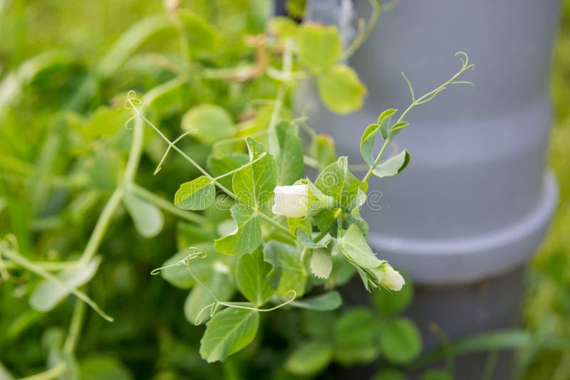 White Pea Flowers on a Branch Stock Image - Image of closeup, growing ...