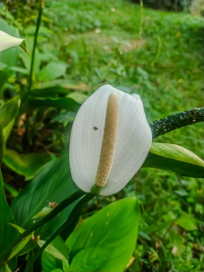 White Peace Lily Blooms Perfectly with a Beautiful Shape Stock Image ...