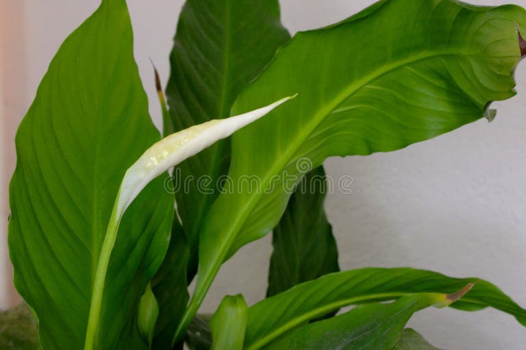 White Peace Lily Bud 02 stock photo. Image of spathe - 375495430