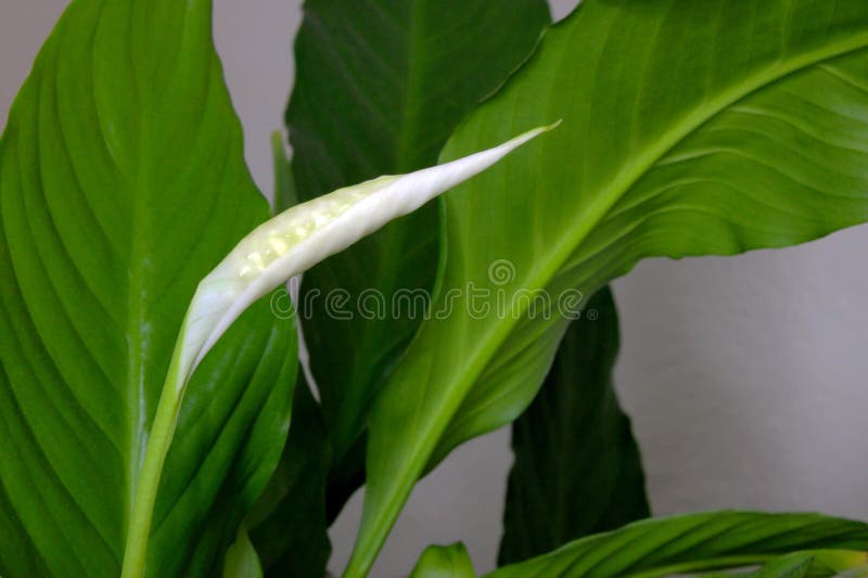 White Peace Lily Bud 06 stock photo. Image of undefined - 375495438