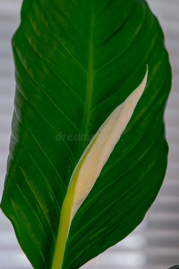 White Peace Lily Bud with Green Leaf Stock Image - Image of liquid ...