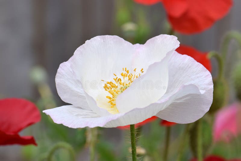 White Peace Poppy in Open Meadow Stock Image - Image of corn ...