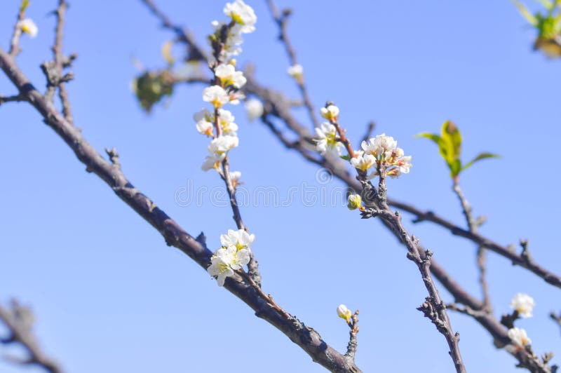 White Peach Blossom Flower, Plum Flower or Peach Tree Stock Photo ...