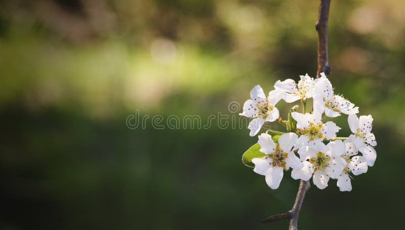 On a Sunny Day in Early Spring on the Lake. Melting Ice on the Lake ...