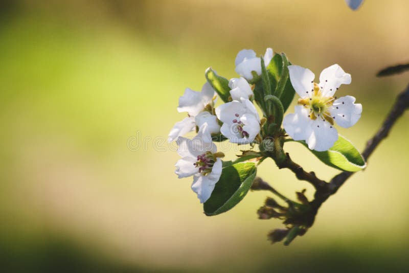 Sunny Early in the Bamboo Forest Stock Image - Image of forest ...