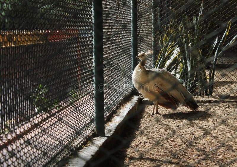 White Peacock in Cage in the Zoo Editorial Stock Image - Image of multi ...