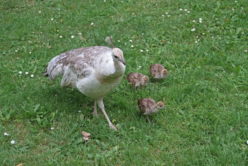 White Peacock with Her Three Chicken Stock Image - Image of female ...