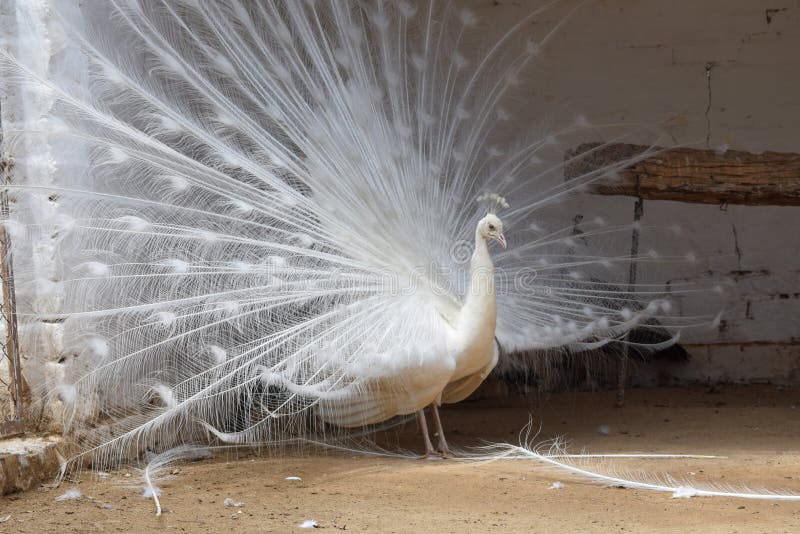 White Peacock Dancing in Happy Mood. Stock Photo - Image of love ...