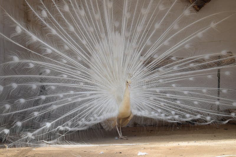 White Peacock Dancing in Happy Mood. Stock Image - Image of dancing ...