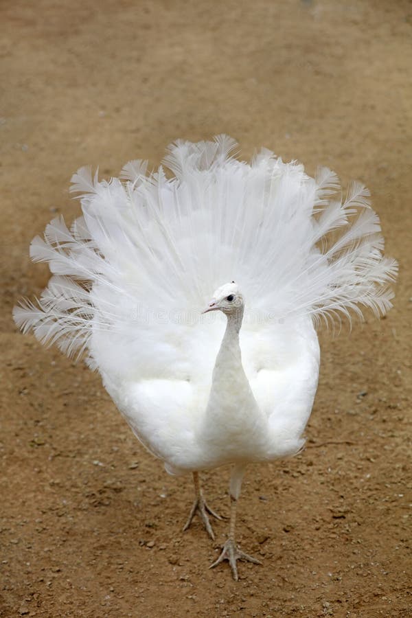 White peacock in a farm stock photo. Image of showing - 378769130