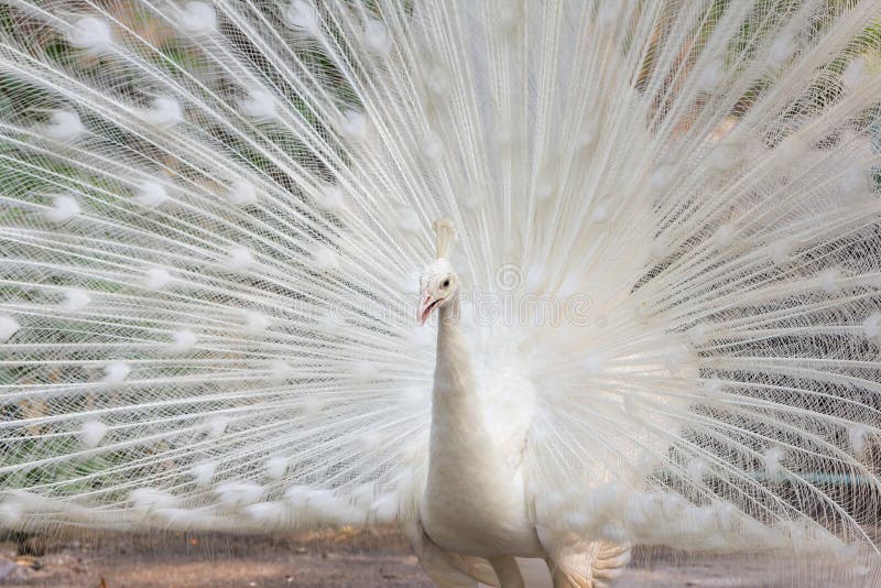 White Peacock with Feathers Show Side View Stock Image - Image of ...