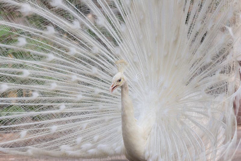 White Peacock with Feathers Show Side View Stock Image - Image of ...