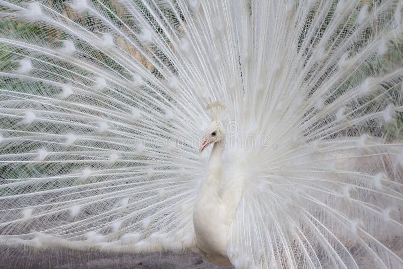 White Peacock with Feathers Show Side View Stock Image - Image of ...