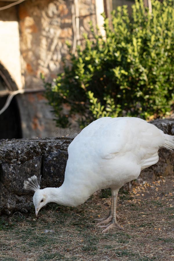 White Peacock is Feeding in a Park Stock Image - Image of peacock ...