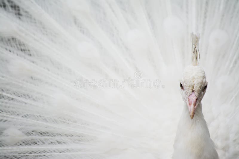 White peacock front view stock image. Image of avian - 56524365
