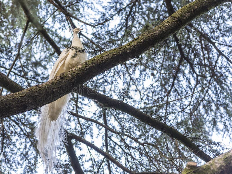 White Peacock Perched on a Tree Stock Photo - Image of plumage, head ...