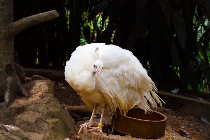 479 Rare White Peacock Stock Photos - Free & Royalty-Free Stock Photos ...