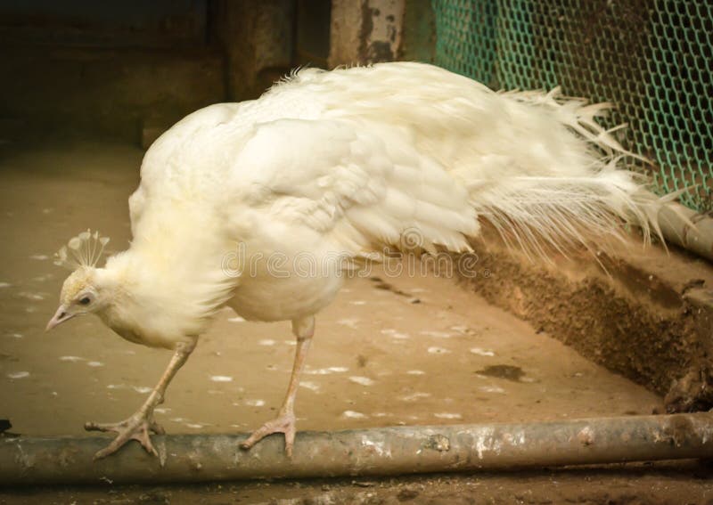 White rare peacock stock photo. Image of colours, rare - 132616732
