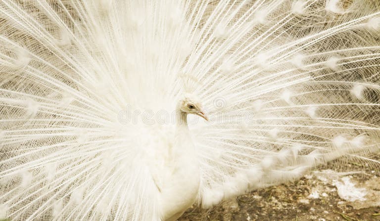 Peafowl Lives Stock Photos - Free & Royalty-Free Stock Photos from ...