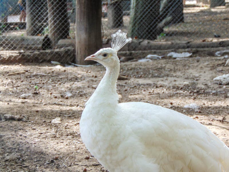 White Peahen at the Zoo in Summer Stock Image - Image of peahen, nature ...
