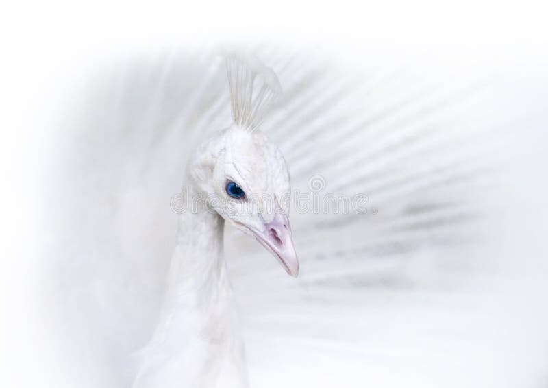 White Peakock Head High Key Stock Photos - Free & Royalty-Free Stock ...