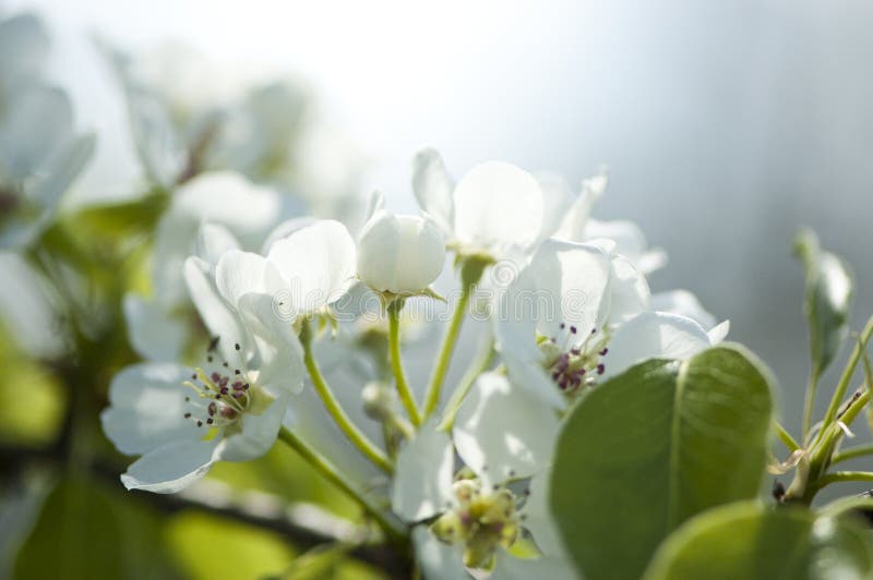 White Pear Blossom Close-up Stock Photo - Image of nature, blossoms ...