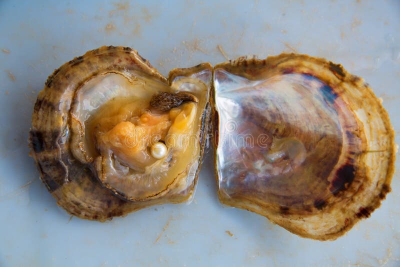 Nacre with raw pearl stock photo. Image of life, mussel - 16143166
